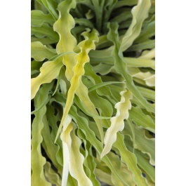 Curly Fries Hosta, Hosta x 'Curly Fries', Monrovia Plant