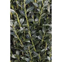 Jade Lance® Holly, Ilex crenata 'RutHol3' PPAF, Monrovia Plant