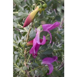 Valentine® Red Emu Bush, Eremophila maculata 'Valentine', Monrovia Plant