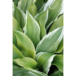 Golden Tiara Hosta, Hosta x 'Golden Tiara', Monrovia Plant