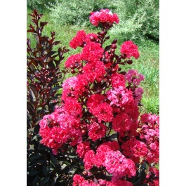 Double Dynamite® Crape Myrtle, Lagerstroemia indica 'WHIT X' PP #27,085