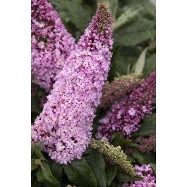 Pugster Pink® Dwarf Butterfly Bush, Monrovia Plant