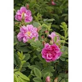 Seaside Swirl™ Pink Rugosa Rose, Rosa rugosa 'RUIRJ0078A' PPAF