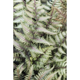 Godzilla Japanese Painted Fern, Athyrium 'Godzilla', Monrovia Plant