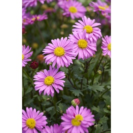 Fresco™ Candy River Daisy, Brachyscome angustifolia 'Candy'