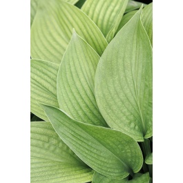 T Rex Hosta, Hosta x 'T Rex', Monrovia Plant