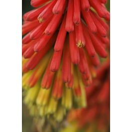 Fire Dance Dwarf Poker, Kniphofia hirsuta 'Fire Dance', Monrovia Plant