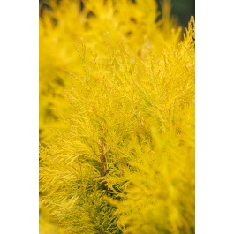 Fluffy® Western Arborvitae, Thuja plicata 'SMNTPGF' PP #30,762