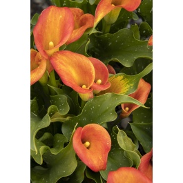 Captain Orange Calla Lily, Zantedeschia , Monrovia Plant