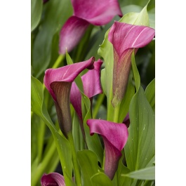 Captain Pink Calla Lily, Zantedeschia , Monrovia Plant