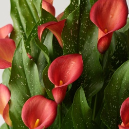 Captain Red Calla Lily, Zantedeschia , Monrovia Plant