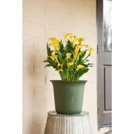 Captain Yellow Calla Lily, Zantedeschia , Monrovia Plant