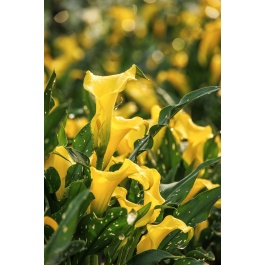 Captain Solo Calla Lily, Zantedeschia 'Captain Solo' PP #26,702