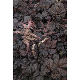 Chocolate Shogun Astilbe, Astilbe thunbergii 'Chocolate Shogun' PP #26,430