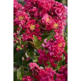 Summerlasting® Strawberry Crape Myrtle, Monrovia Plant