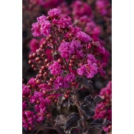 Summerlasting® Raspberry Crape Myrtle, Monrovia Plant