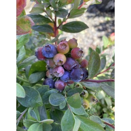 Bountiful™ Belle Blueberry, Vaccinium x 'FC10-076' PPAF, Monrovia Plant