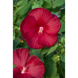 Honeymoon™ Deep Red Hibiscus, Hibiscus moscheutos 'Ambizu'