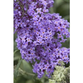 True Blue Butterfly Bush, Buddleja x 'Bostulu' PP #25,708, Monrovia Plant