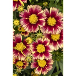 Solanna™ Sunset Burst Coreopsis, Coreopsis grandiflora 'DCORSOSB'