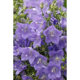 Spring Bell™ 2.0 Blue Bellflower, Campanula hybrid, Monrovia Plant