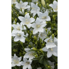 Spring Bell™ 2.0 White Bellflower, Campanula hybrid, Monrovia Plant