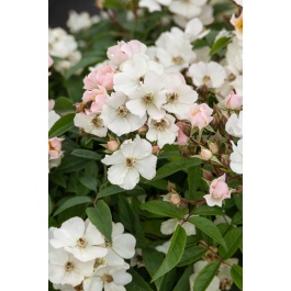 Honey Blush™ Rose, Rosa 'RUIRPP203A' PPAF, Monrovia Plant