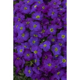 Glacier™ Violet Rock Cress, Aubrieta, Monrovia Plant