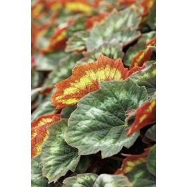 Tectonic® Asteroid Begonia, Begonia annulata 'DJHAP18066', Monrovia Plant