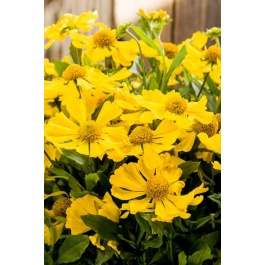 Hayday™ Yellow Helenium, Helenium autumnale PPAF, Monrovia Plant