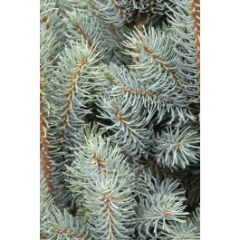 Iseli Fastigiate Colorado Spruce, Picea pungens 'Iseli fastigiate'