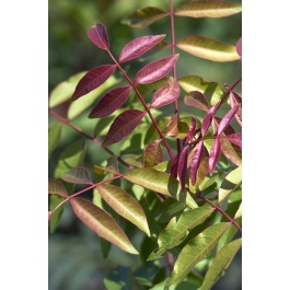 Red Push Pistache, Pistacia x 'Red Push', Monrovia Plant