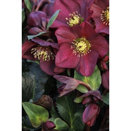 Ice N' Roses® Red Hellebore, Monrovia Plant