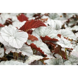 Silver™ Treasure Begonia, Begonia hybrid 'Treasure', Monrovia Plant