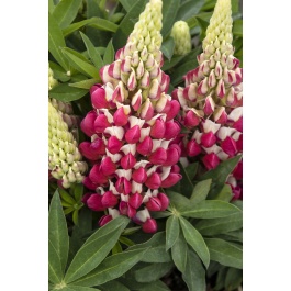 Staircase™ Red and White Lupine, Lupinus polyphyllus PP #18,733