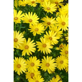 Ostica™ Glamour African Daisy, Osteospermum ecklonis 'Glamour'