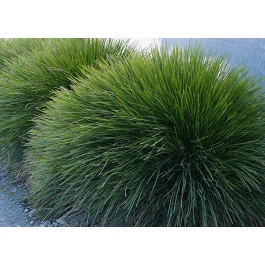 Leading® Lime Tight™ Mat Rush, Lomandra confertifolia 'Limtigra'