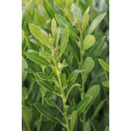 Shamrock Inkberry, Ilex glabra 'Shamrock', Monrovia Plant