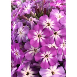 Flame® Pro Violet Charm Garden Phlox, Phlox 'Pro Violet Charm'