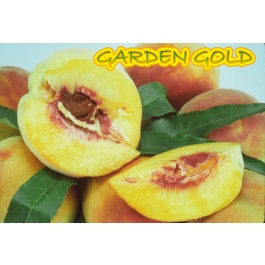 Garden Gold Miniature Peach, Prunus persica 'Garden Gold', Monrovia Plant