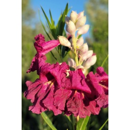 Sweet Bubba Desert Willow, Chilopsis linearis 'Sweet Bubba' PP #33,091