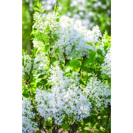 New Age™ White Lilac, Syringa vulgaris 'G13103' PP #32,670