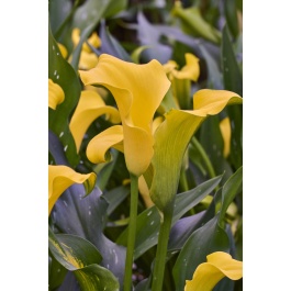 Captain Dynamo Calla Lily, Zantedeschia 'Captain Dynamo', Monrovia Plant