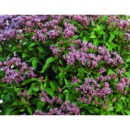 Little-Pye Joe Pye Weed, Eupatorium maculatum 'Little-Pye', Monrovia Plant