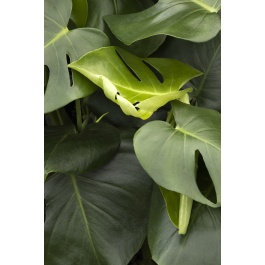 Dwarf Swiss Cheese Plant, Monstera deliciosa 'Tauerii', Monrovia Plant