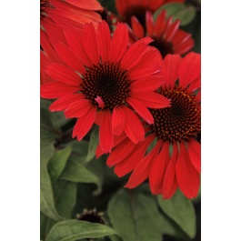 Panama™ Red Coneflower, Echinacea , Monrovia Plant