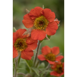 Rustico™ Orange Avens, Geum hybrid 'TNGEURO' PP #28,238, Monrovia Plant