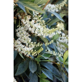 Summer Sparkler Summersweet, Clethra alnifolia 'Novacleein' PP #27,590