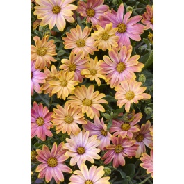 Osticade™ Daybreak African Daisy, Osteospermum ecklonis 'Daybreak Orange'