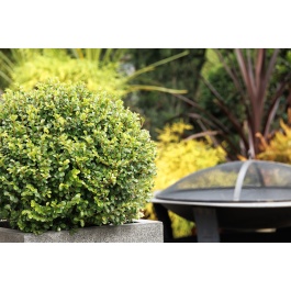 Shear Genius™ Cotoneaster, Cotoneaster 'Monshgus' PPAF, Monrovia Plant